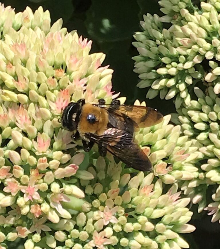 The West Chicago Garden Club » News from Kruse: September 2025